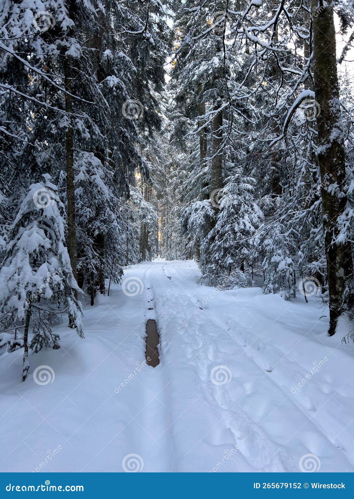 Vertical Shot of a Snowy Path through the Pine Trees. Stock Photo ...