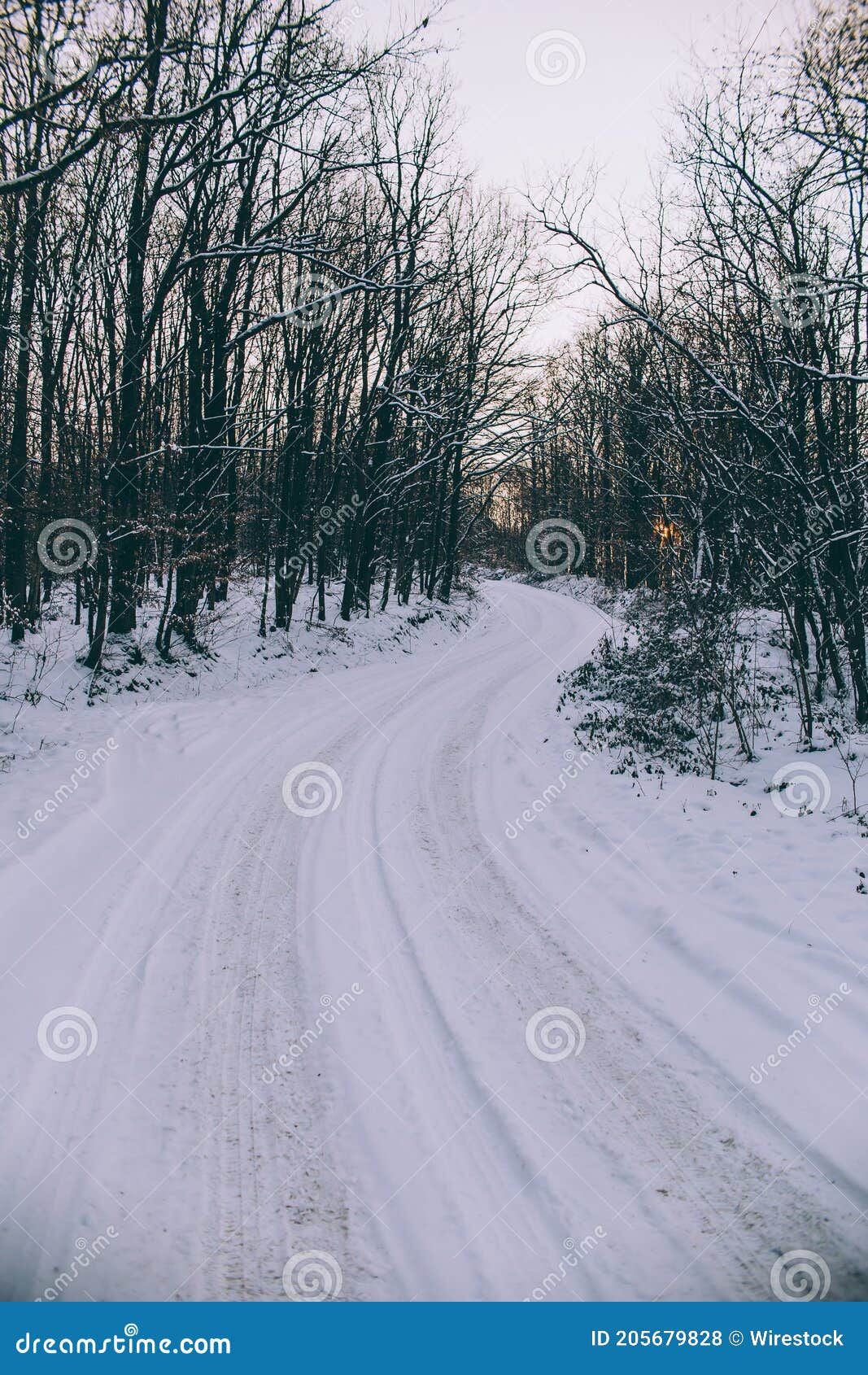 Vertical Shot of a Snowy Road Amid the Trees Stock Photo - Image of ...