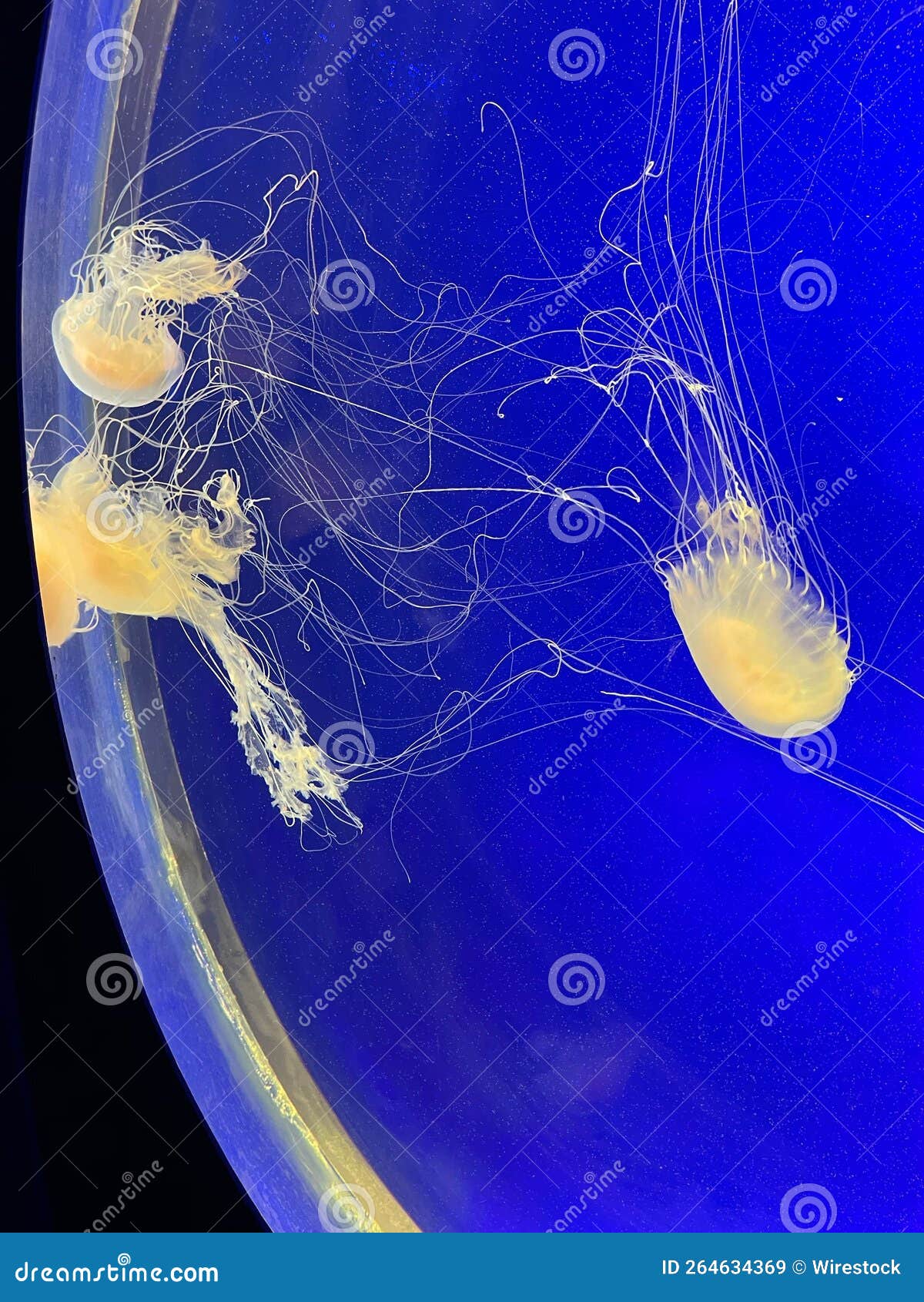 Vertical Shot of Some Jellyfish in a Clear Aquarium Stock Image - Image ...