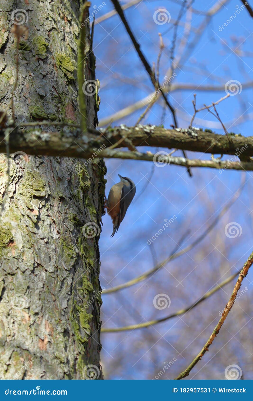 Vertical Shot of a Songbird Standing on a Tree Trunk Stock Image ...