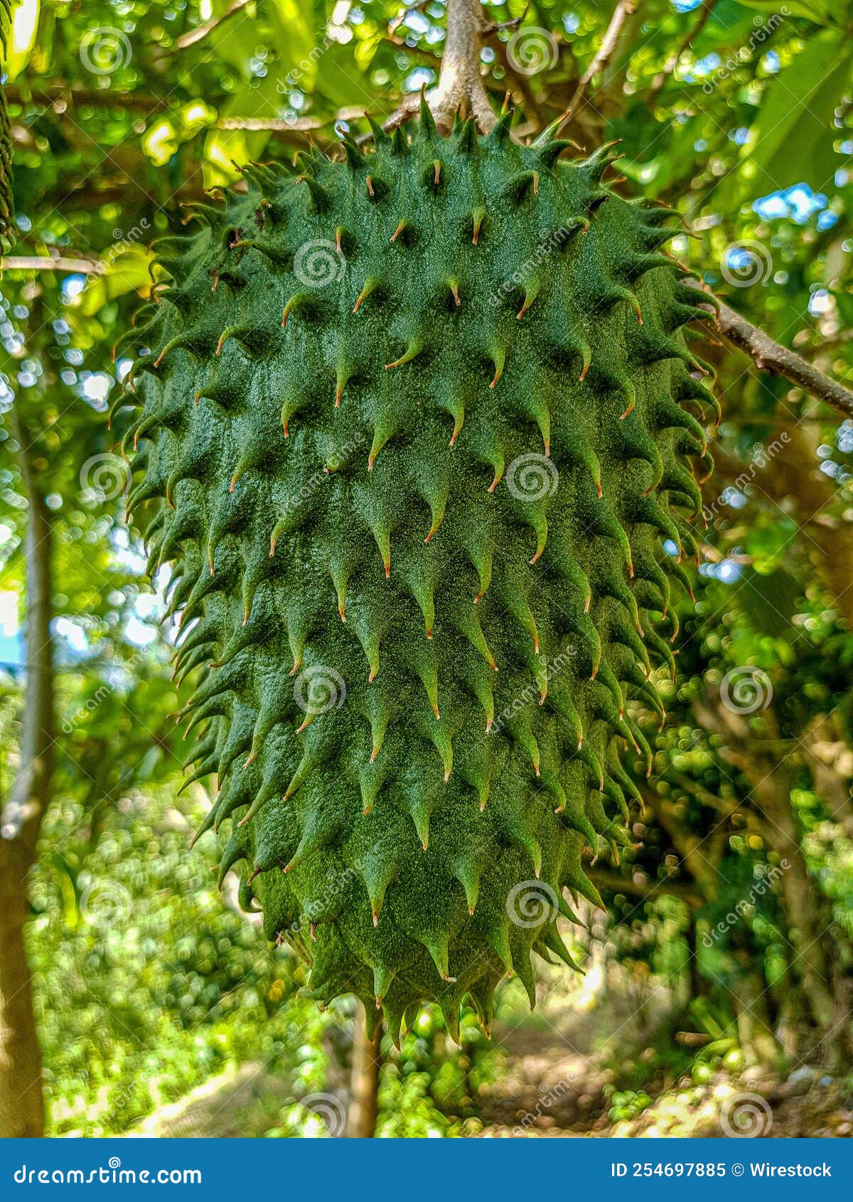 Vertical Shot of a Soursop Growing on a Tree Stock Image - Image of ...