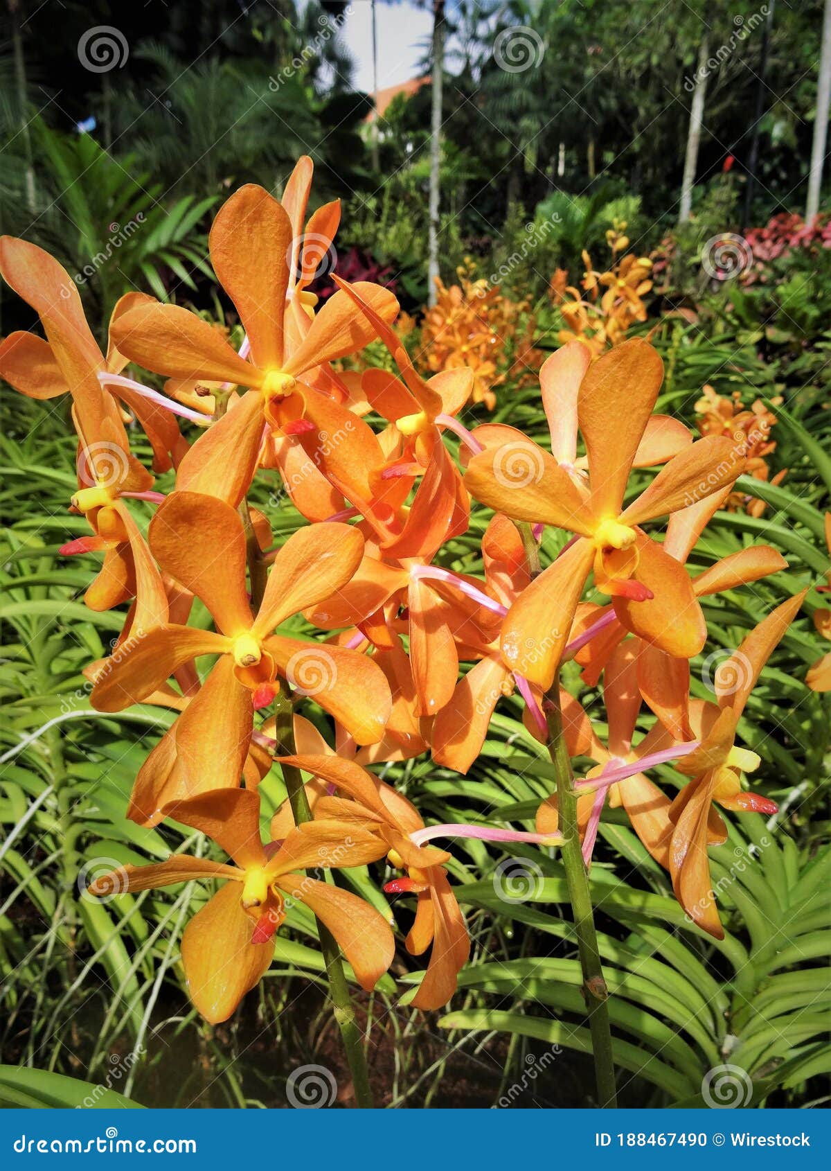 Vertical Shot of a Spanish Flag Orchid in the Garden Stock Photo ...