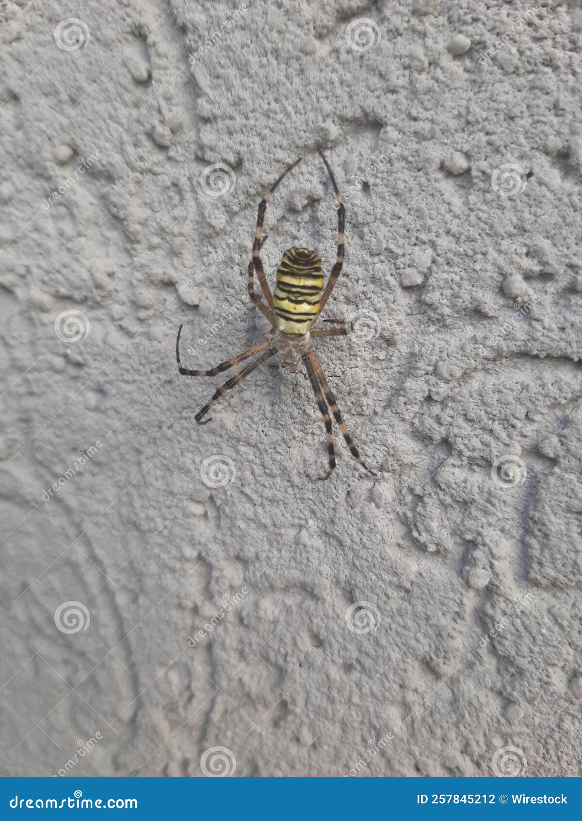 Vertical Shot of a Spider on a Grunge Wall Stock Photo - Image of ...
