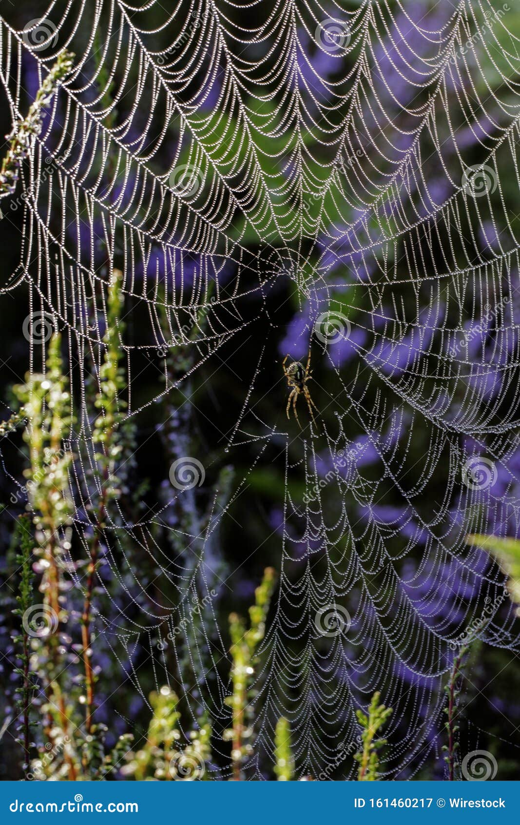 Vertical Shot of a Spider Making a Web in the Middle of the Forest ...
