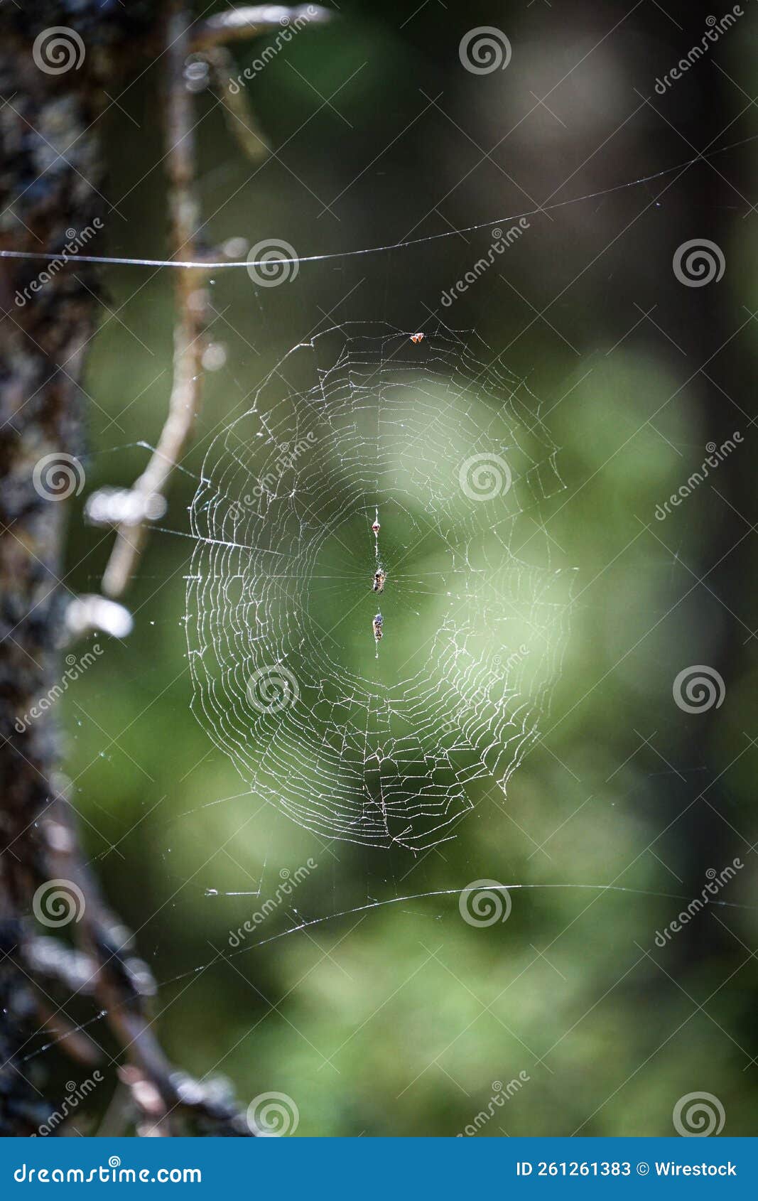 Vertical Shot of a Spider S Web with Insect Stock Image - Image of ...