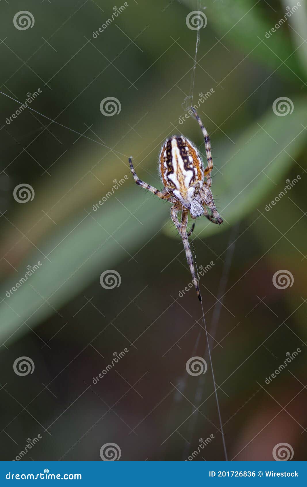 Vertical Shot of a Spider on the Spider Web Stock Photo - Image of ...