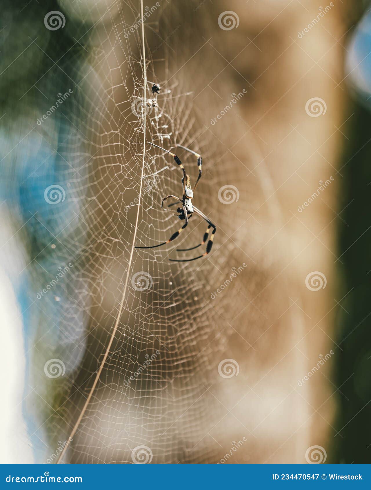 Vertical Shot of a Spider on the Web Stock Image - Image of garden ...