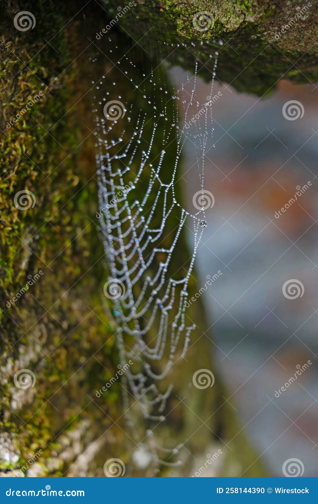 Vertical Shot of a Spider Web with Dew Drops on the Tree Stock Photo ...