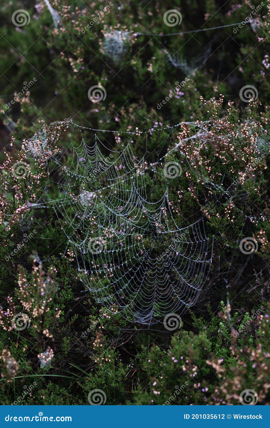 Vertical Shot of Spider Webs on Plants Stock Photo - Image of spider ...