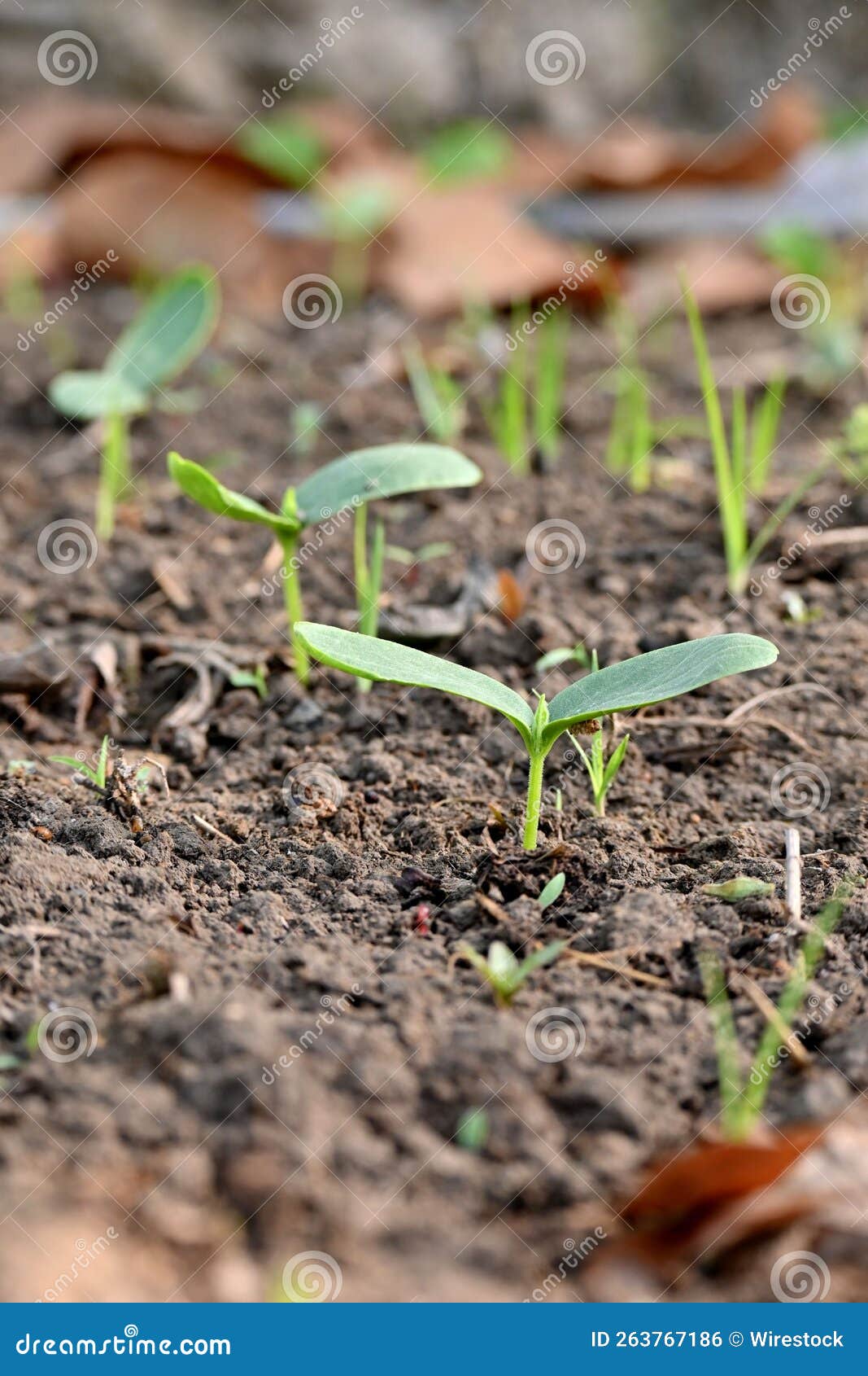 Vertical Shot of Sprouts Coming Out from the Soil Stock Photo - Image ...