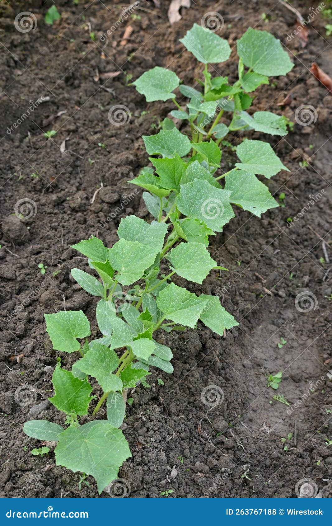 Vertical Shot of Sprouts Coming Out from the Soil Stock Photo - Image ...