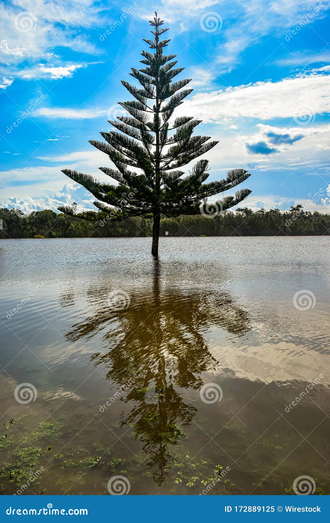 Vertical Shot of a Spruce Tree in the Lake Reflected in the Water Stock ...