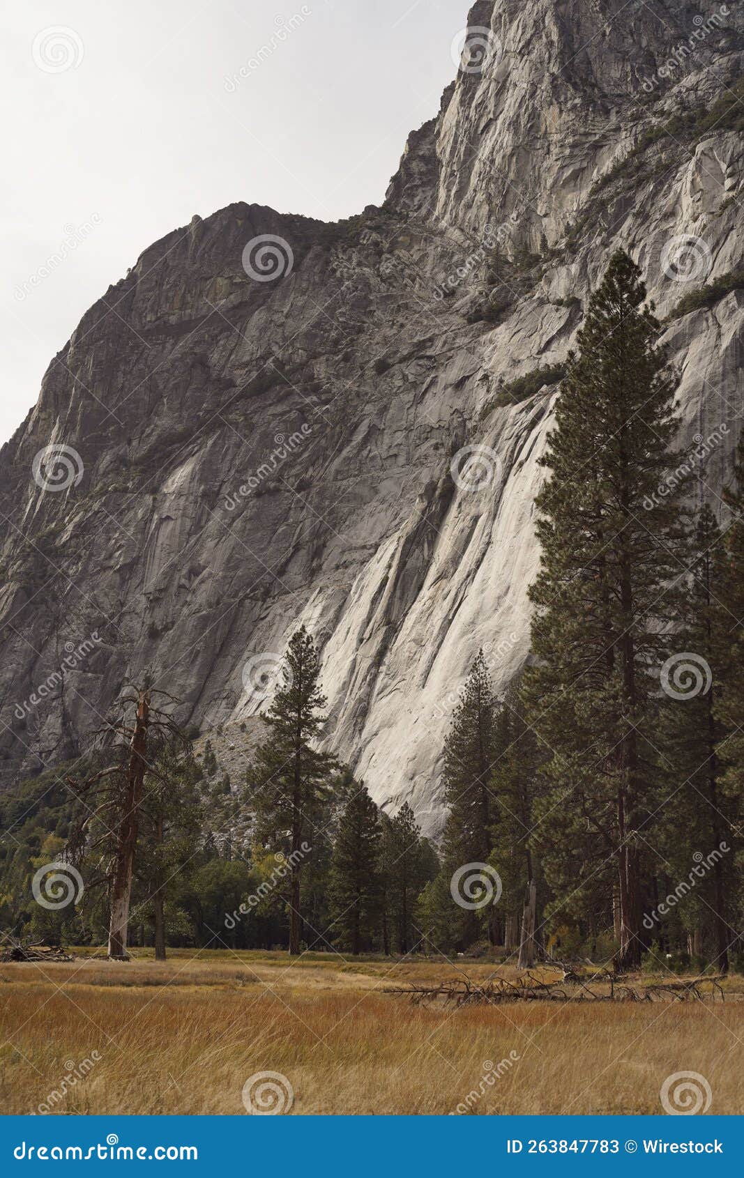 Vertical Shot of Spruces Growing by Cliffs with a Background of ...