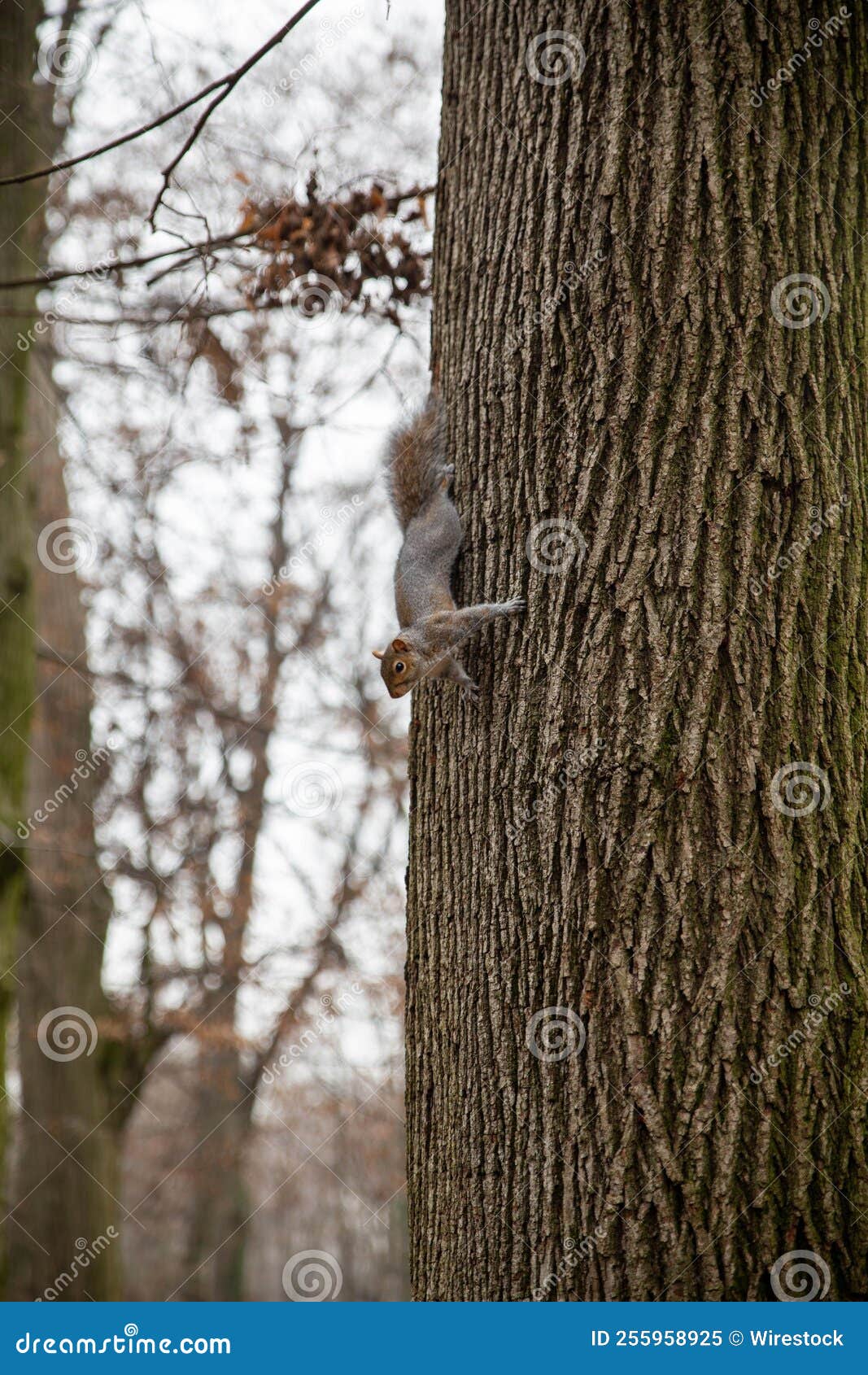 Vertical Shot of a Squirrel Running on a Tree Trunk in a Park in ...