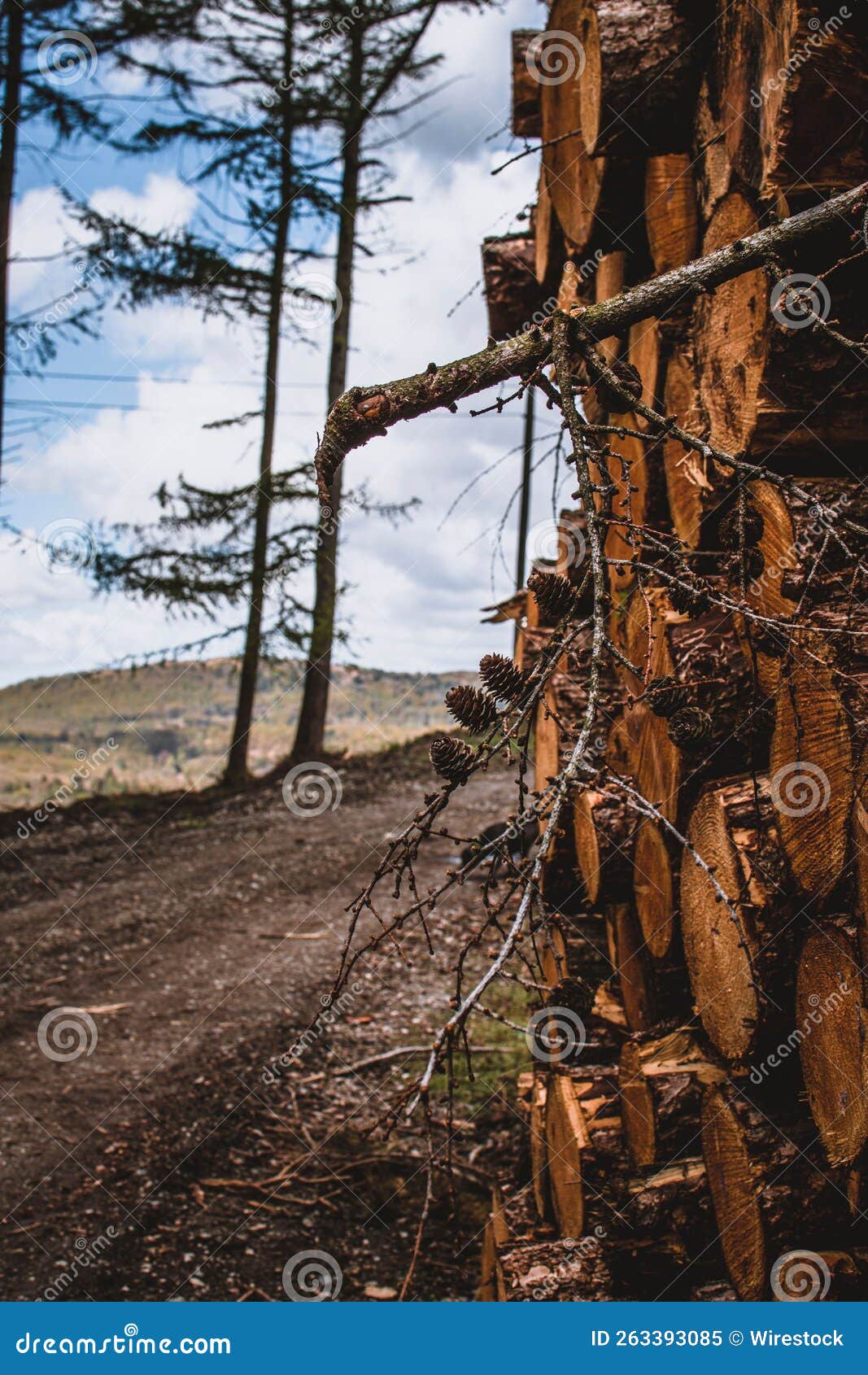 Vertical Shot of a Stack of Chopped Tree Logs Stock Image - Image of ...