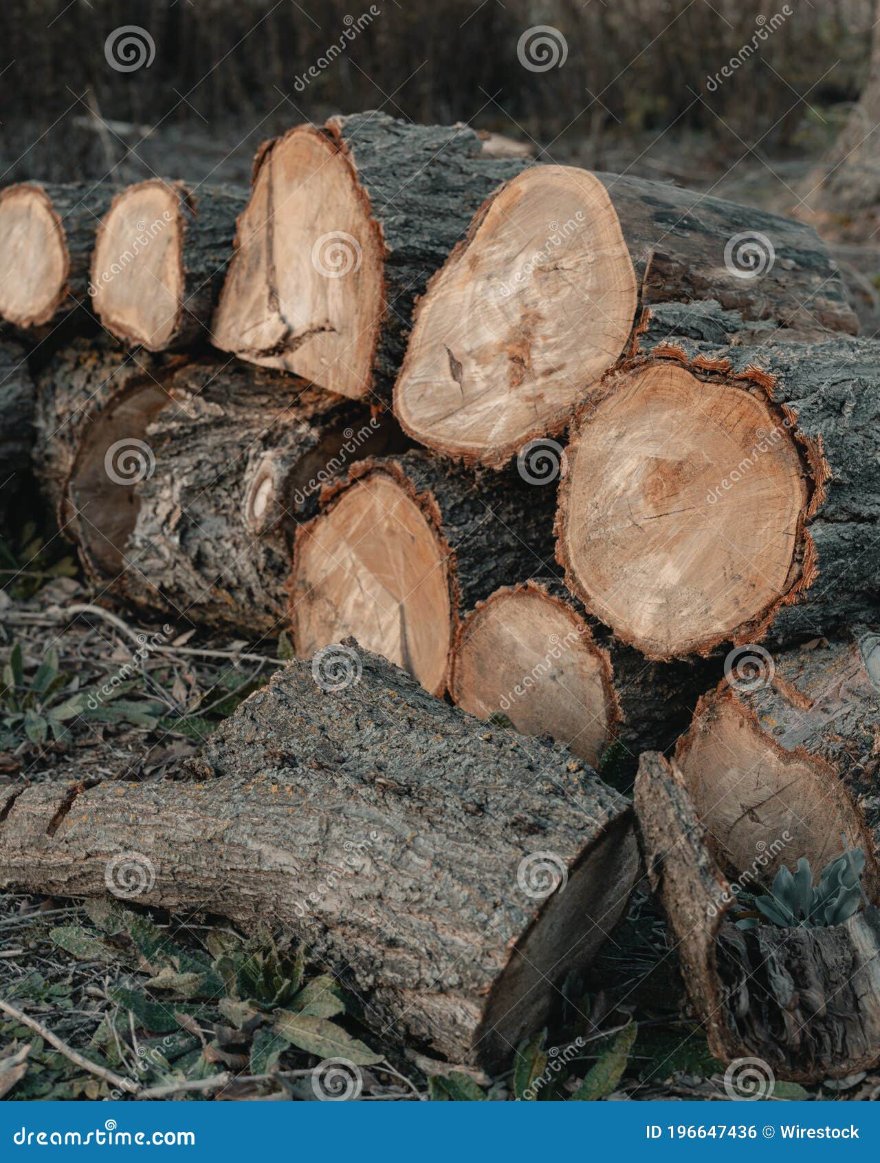 Stack Of Tree Stump For Background Stock Photography | CartoonDealer ...