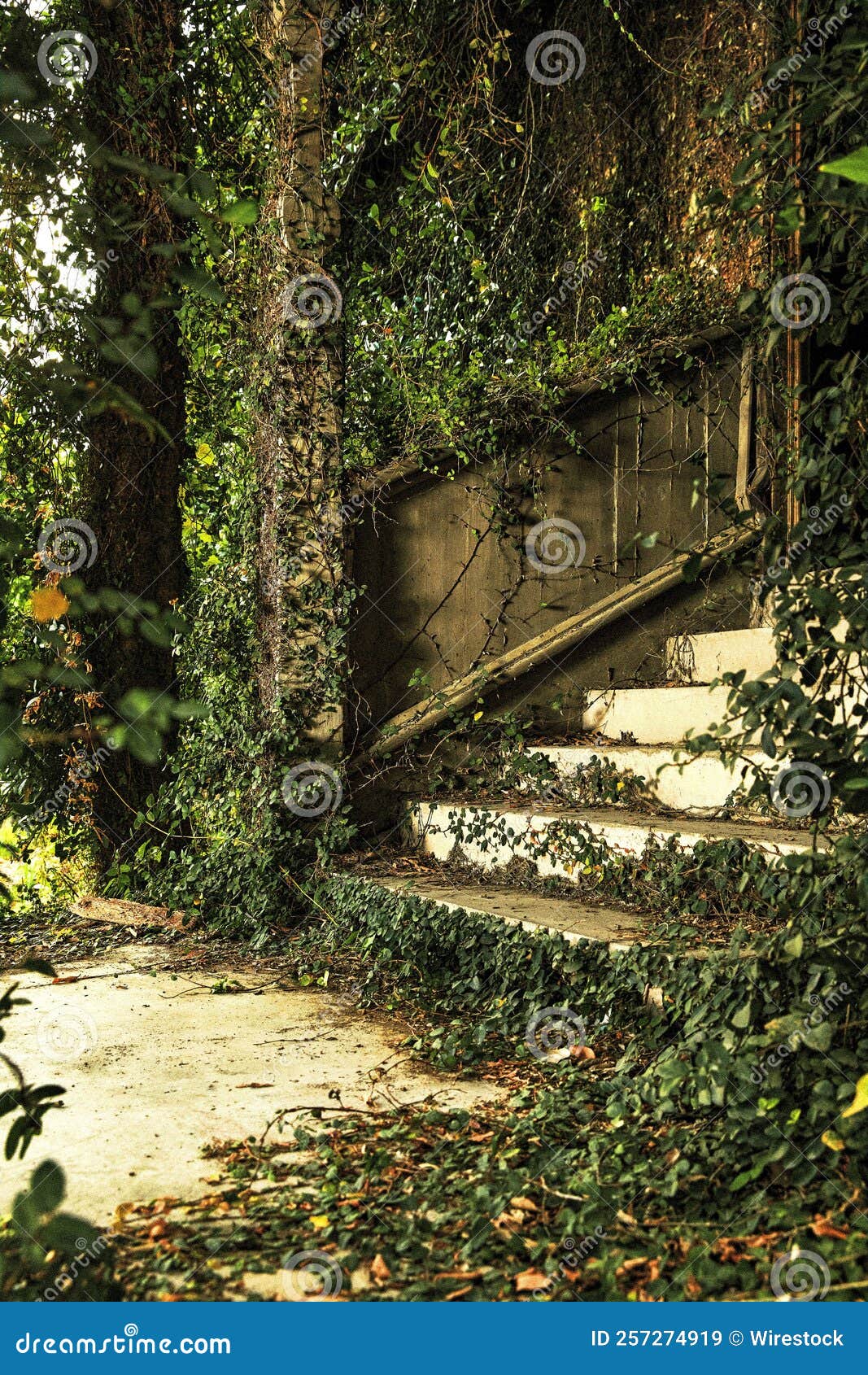 Vertical Shot of a Staircase through a Forest Covered in Ivy Stock ... Vertical Shot of a Staircase through a Forest Covered in Ivy Stock ...