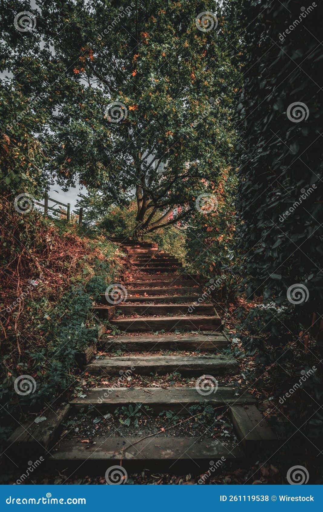 Vertical Shot of Stairs Surrounded by Trees Stock Photo - Image of ...