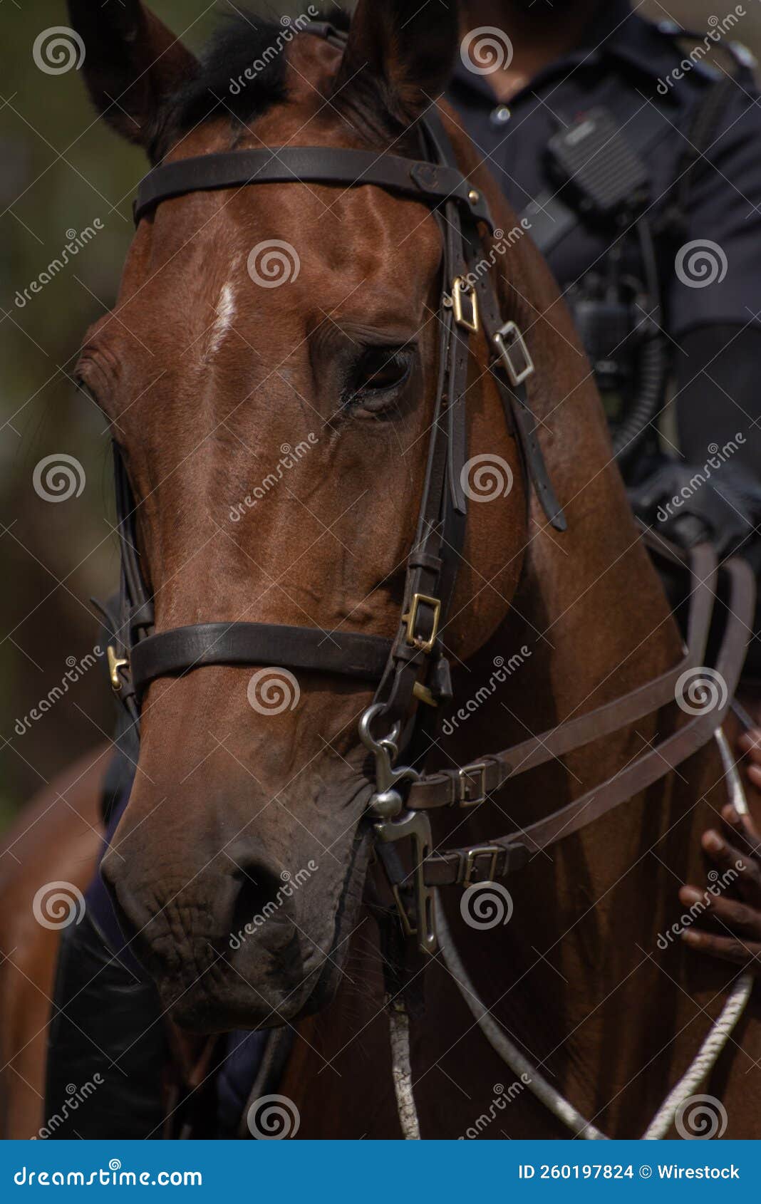 Vertical Shot of a Standardbred Horse Stock Photo - Image of brown ...