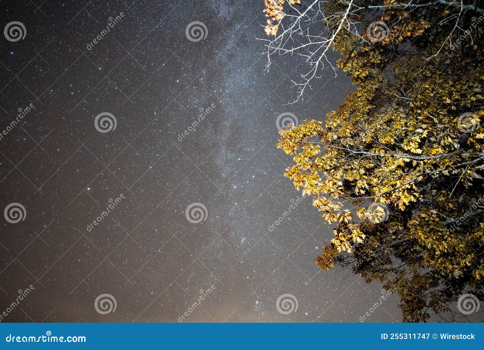 Vertical Shot of a Starry Sky with Trees Illuminated Stock Image ...