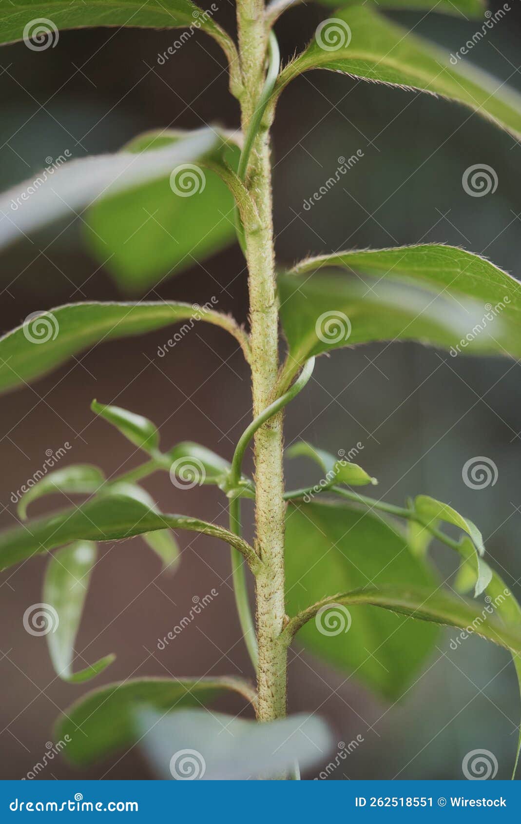 Vertical Shot of a Stem with Green Leaves Stock Image - Image of ...