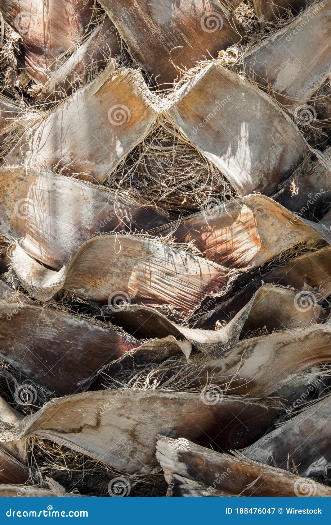 Babassu Tree Photos - Free & Royalty-Free Stock Photos from Dreamstime