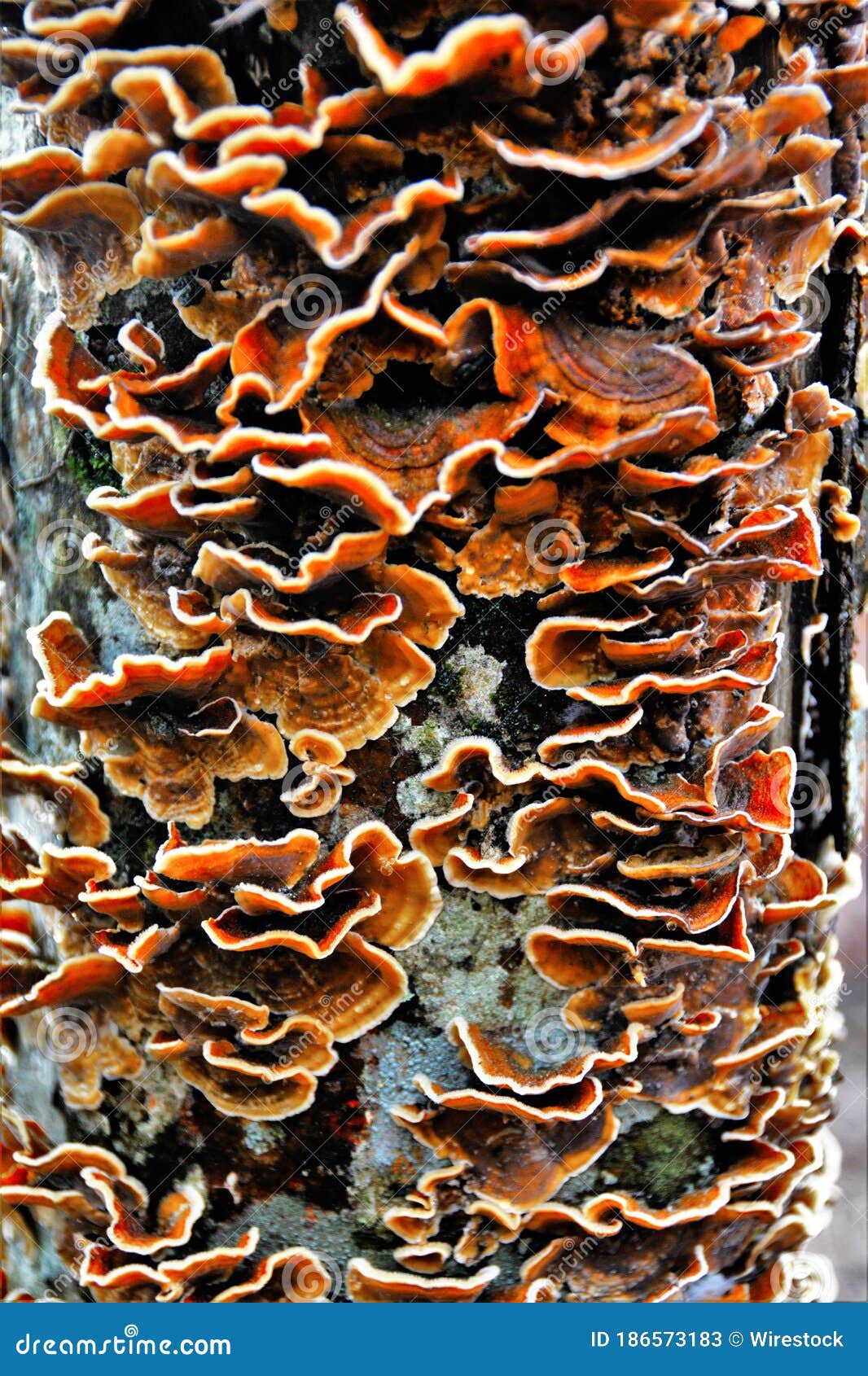Vertical Shot of the Stereum Tree Mushroom Stock Image - Image of ...