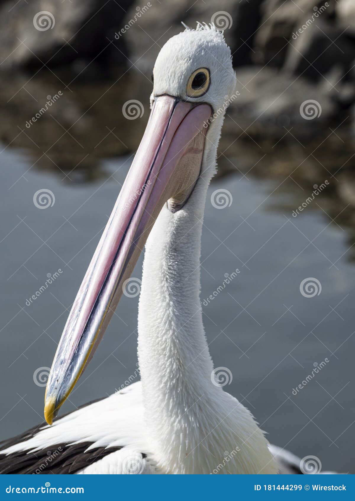 Vertical Shot of a Stork in the Rocky Beach Stock Image - Image of ...