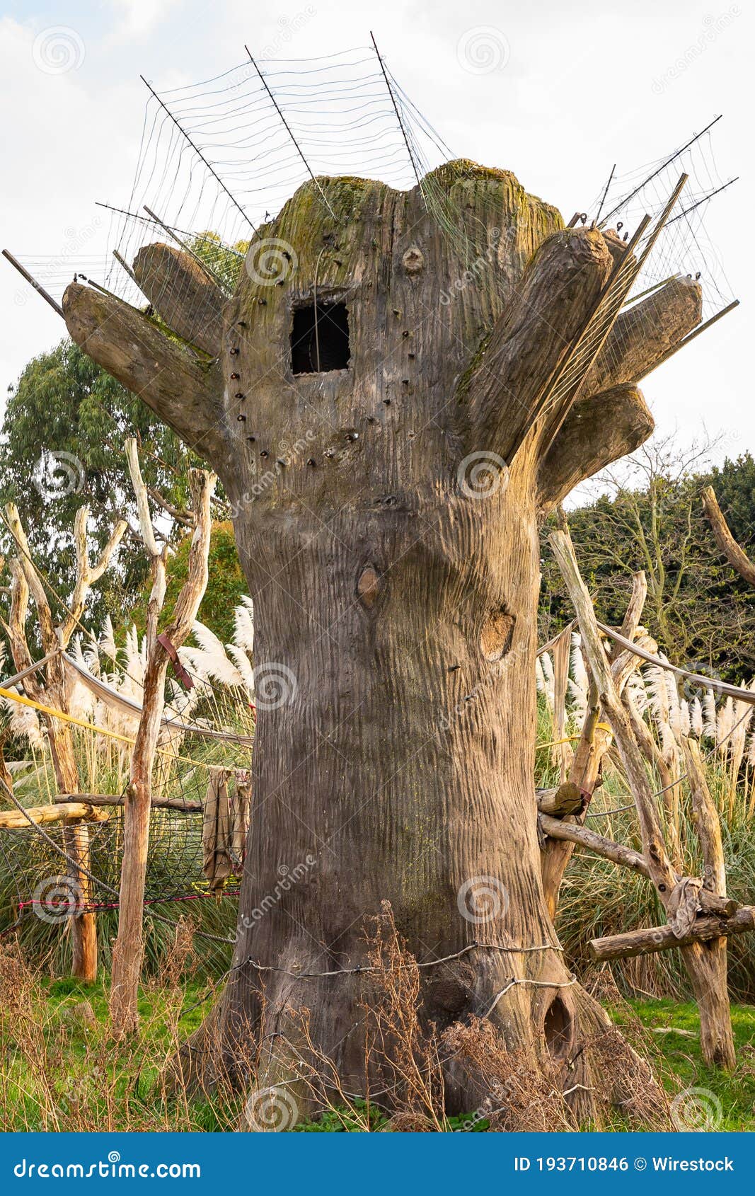 Vertical Shot of a Strangely Shaped Thick Tree with a Hollow Stock ...