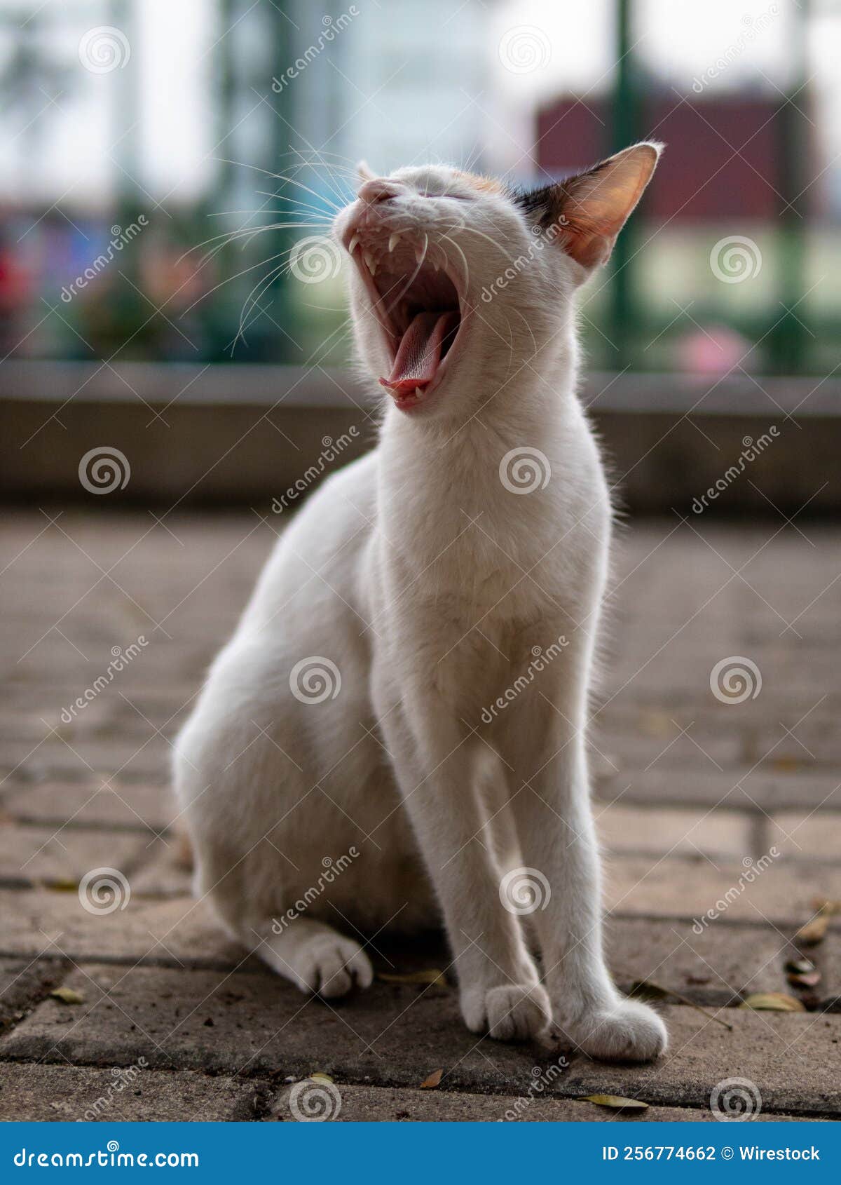 Vertical Shot of a Stray Cat Yawning in Jakarta Stock Photo - Image of ...