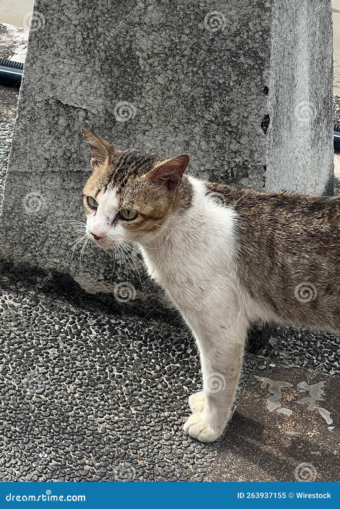 Vertical Shot of a Stray Tabby Cat Stock Image - Image of wallpaper ...