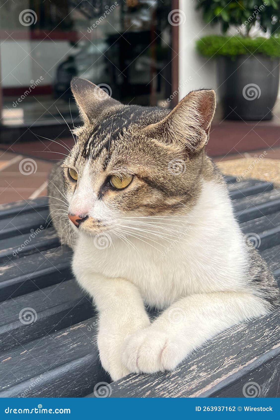 Vertical Shot of a Stray Tabby Cat Stock Photo - Image of fluffy ...