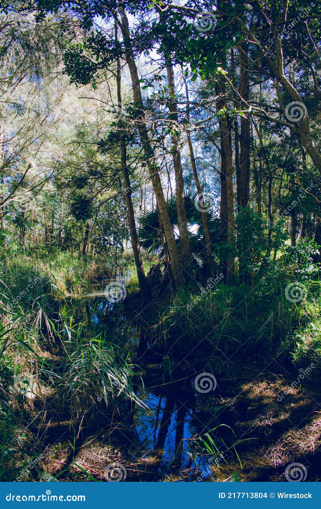 Vertical Shot of a Stream Flowing through Woods Stock Photo - Image of ...