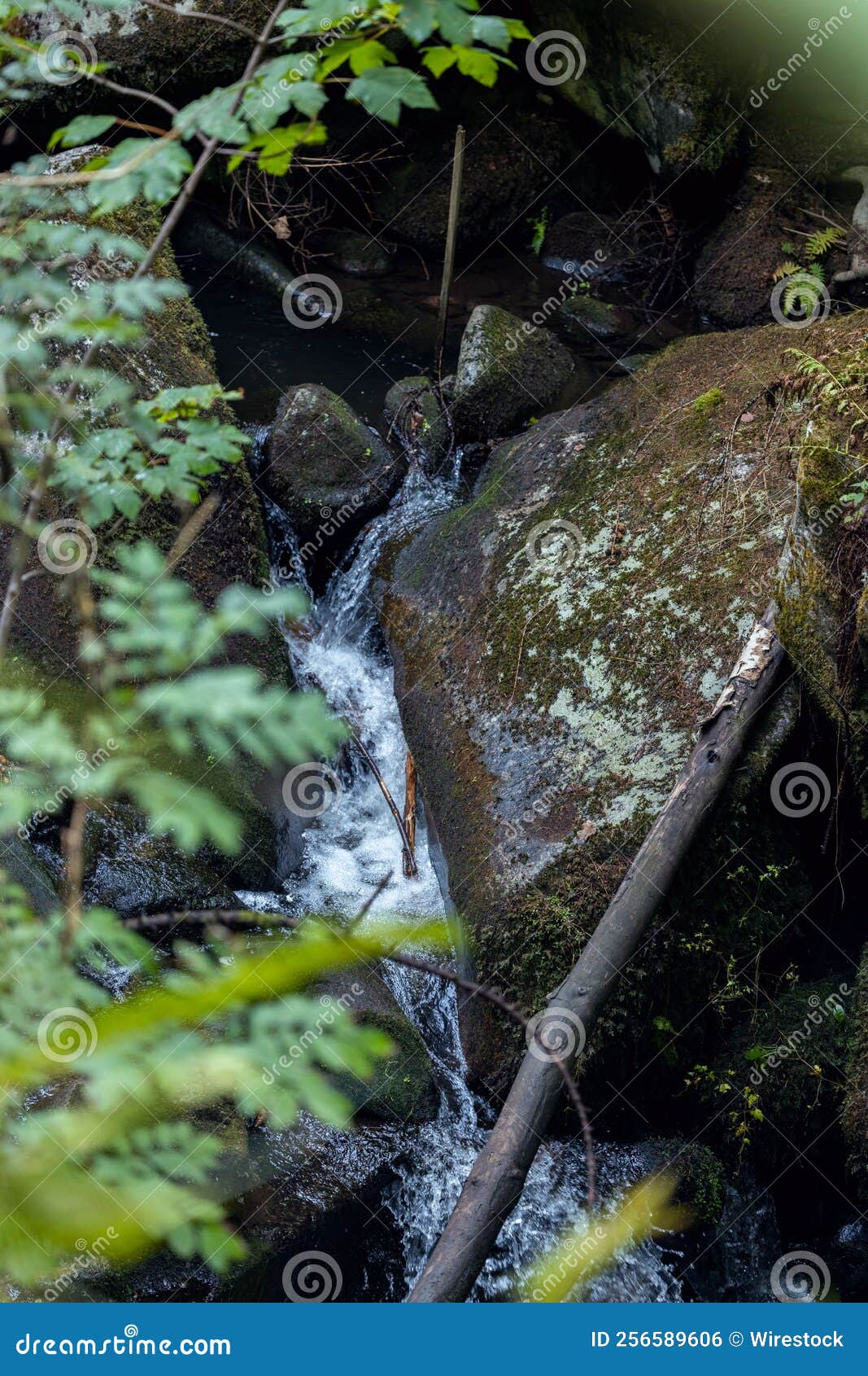 Vertical Shot of a Stream on the Rocks in a Forest Stock Photo - Image ...