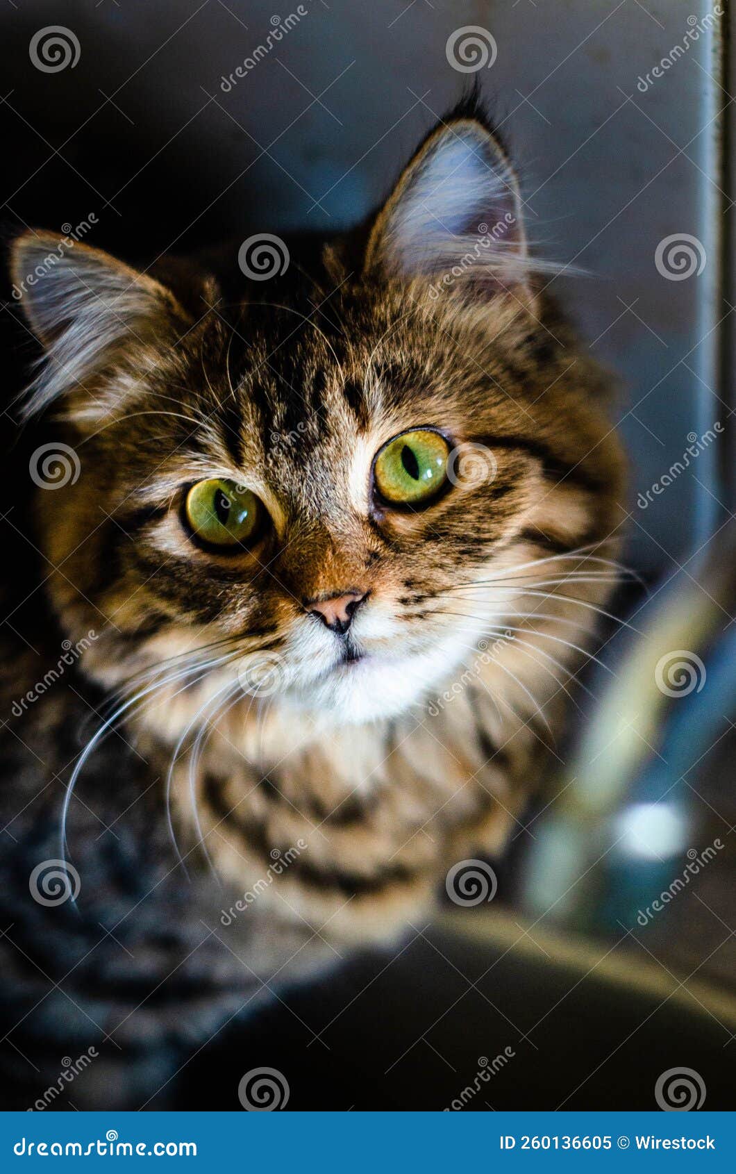 Vertical Shot of a Striped Brown Cat with Green Eyes Looking at the ...