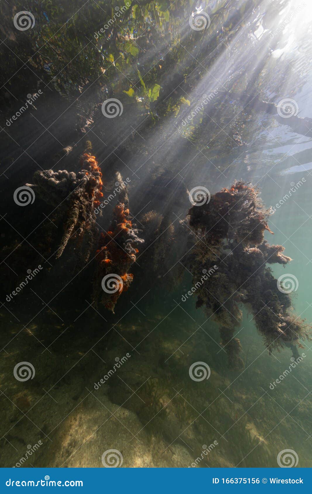 Vertical Shot of the Sun Sliding through the Mysterious Underwater ...