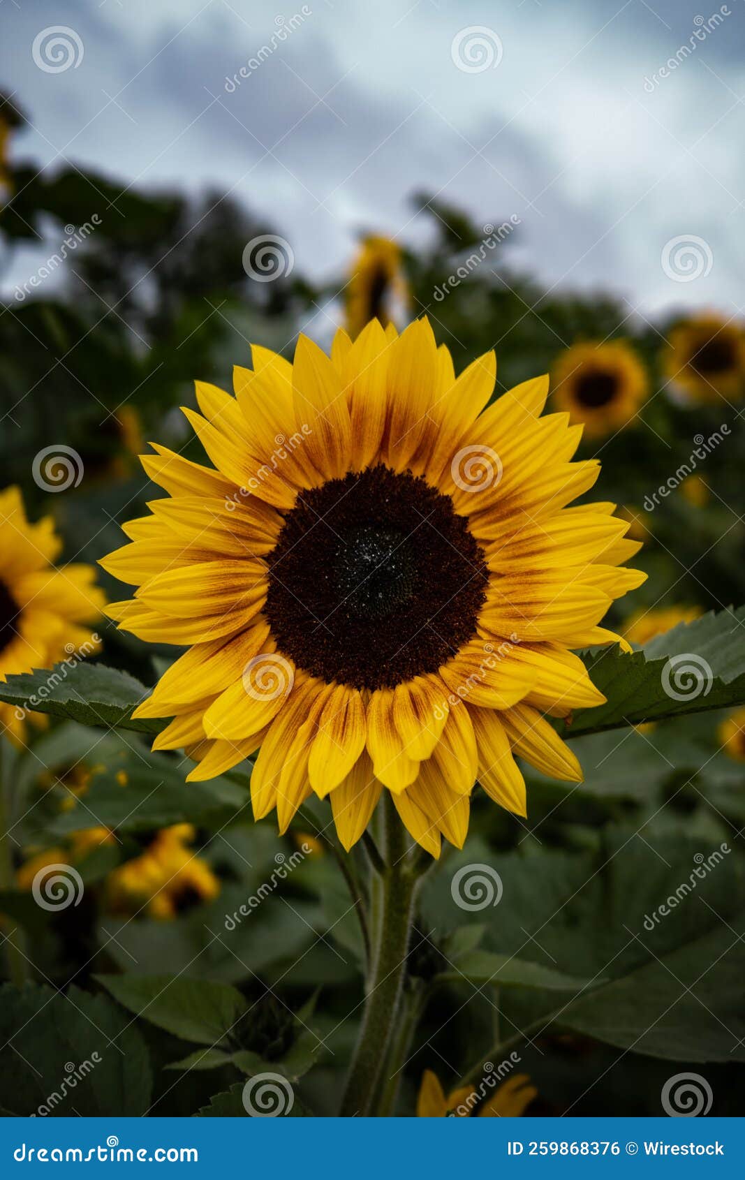 Vertical Shot of a Sunflower in a Field Stock Photo - Image of meadow ...