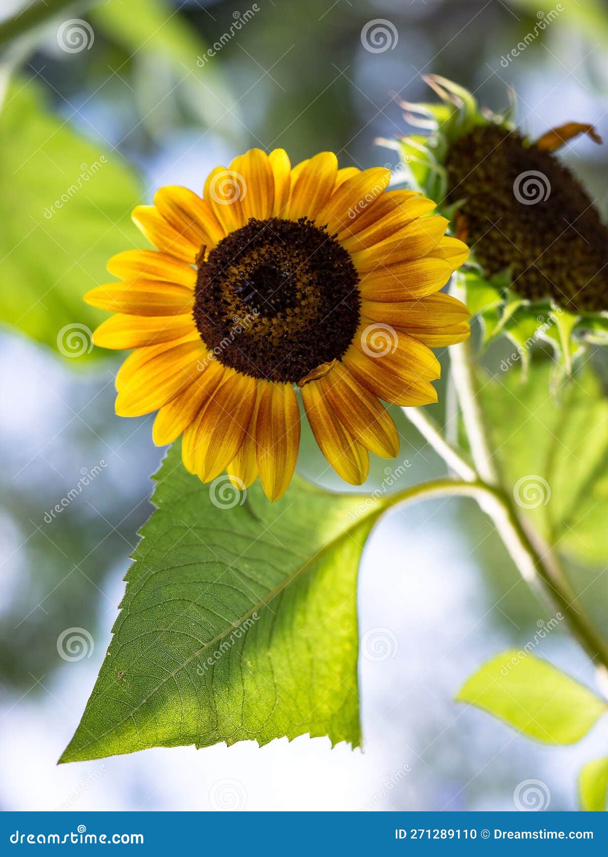 Vertical Shot of Sunflowers Growing in a Field Under the Sunlight Stock ...