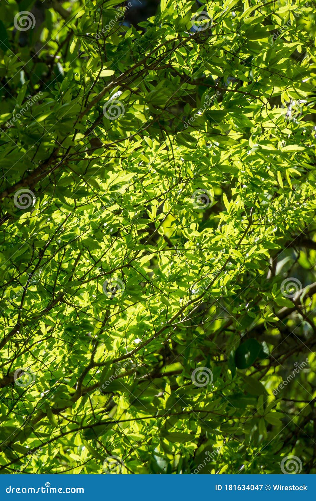 Vertical Shot of the Sunlight Covering the Tree Branches with Fresh ...