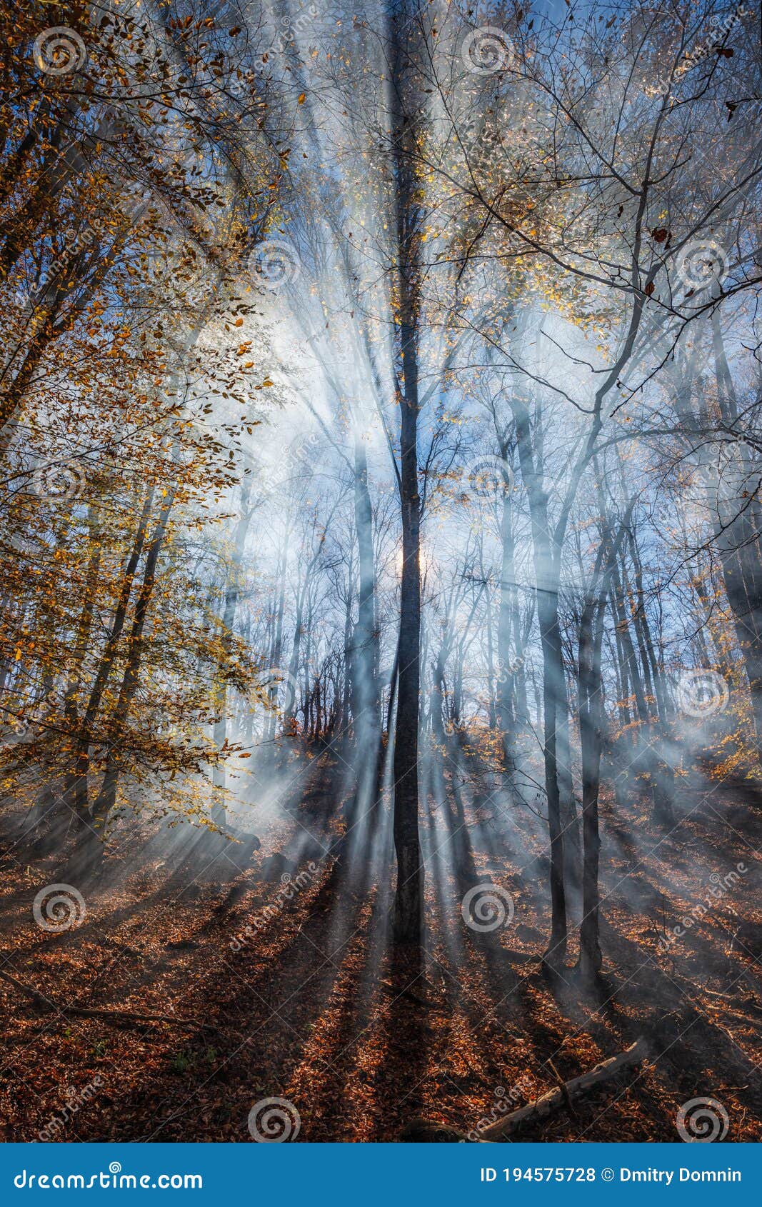 Vertical Shot of Sunlight through a Mist in an Autumn Forest Stock ...