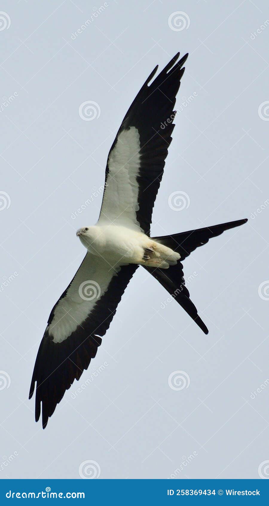 Vertical Shot of a Swallow-tailed Kite Soaring in the Sky Stock Photo ...