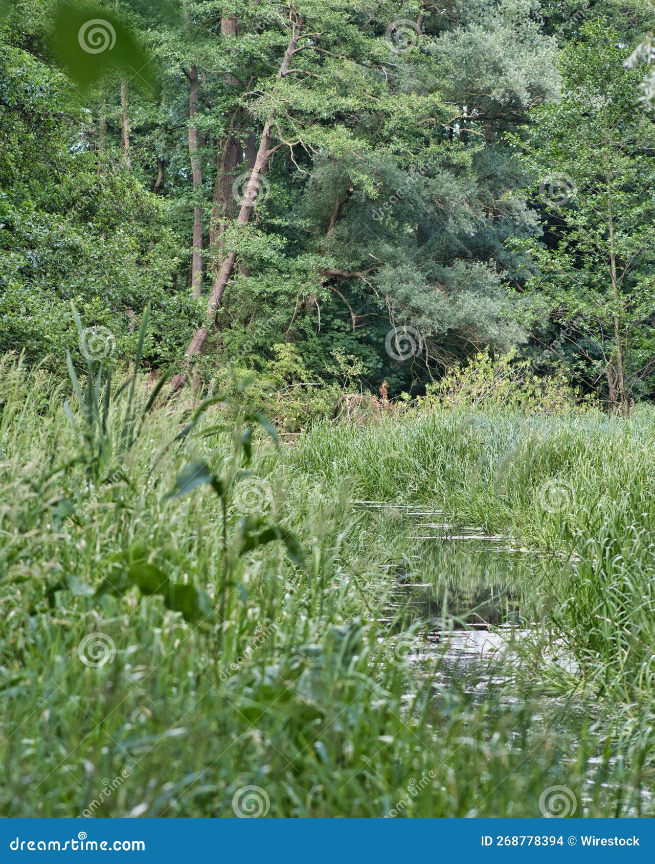 Vertical Shot of a Swamp with Green Vegetation Stock Photo - Image of ...