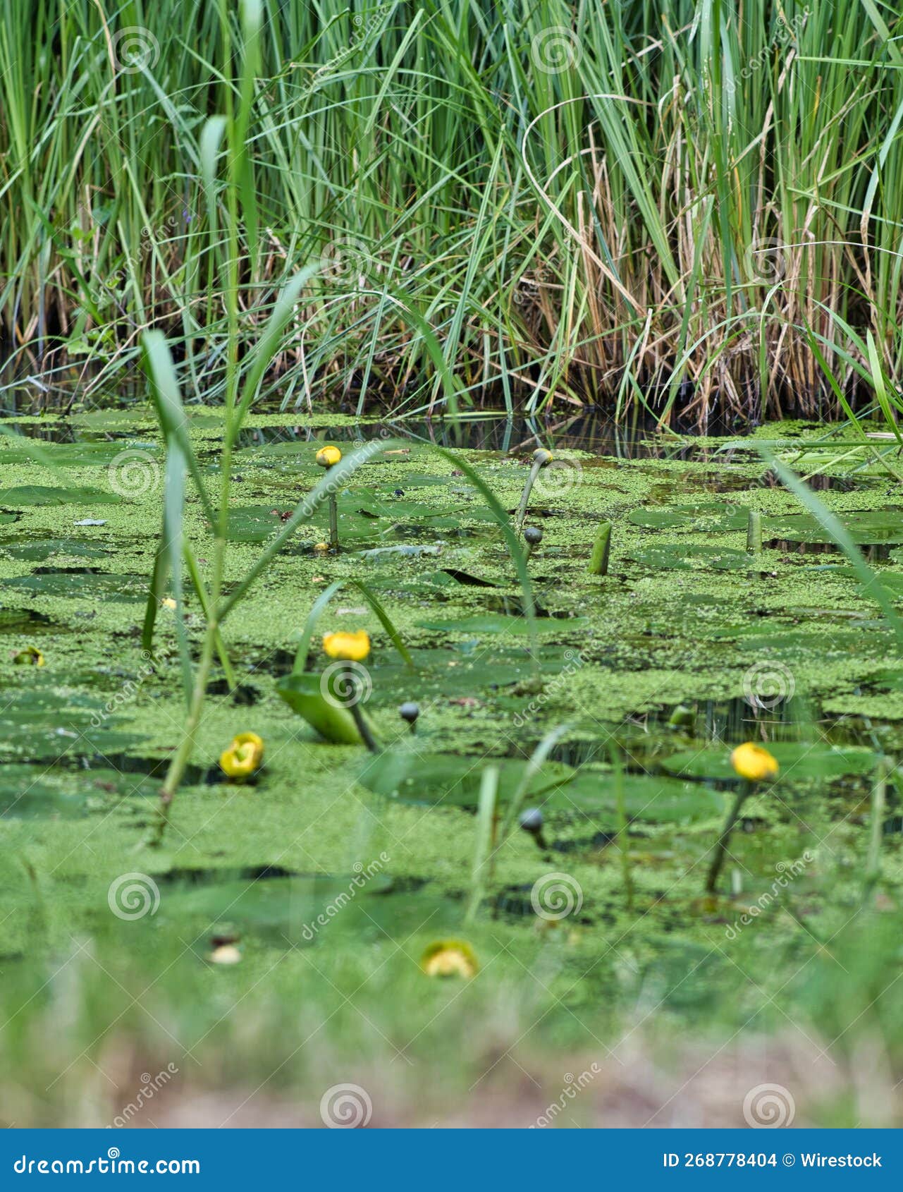 Vertical Shot of a Swamp with Green Vegetation Stock Photo - Image of ...
