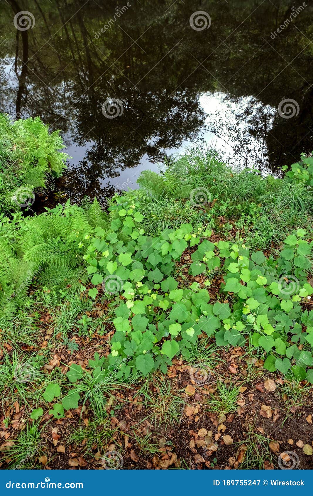 Vertical Shot of Swamp Shore with a Reflection of Trees Stock Image ...