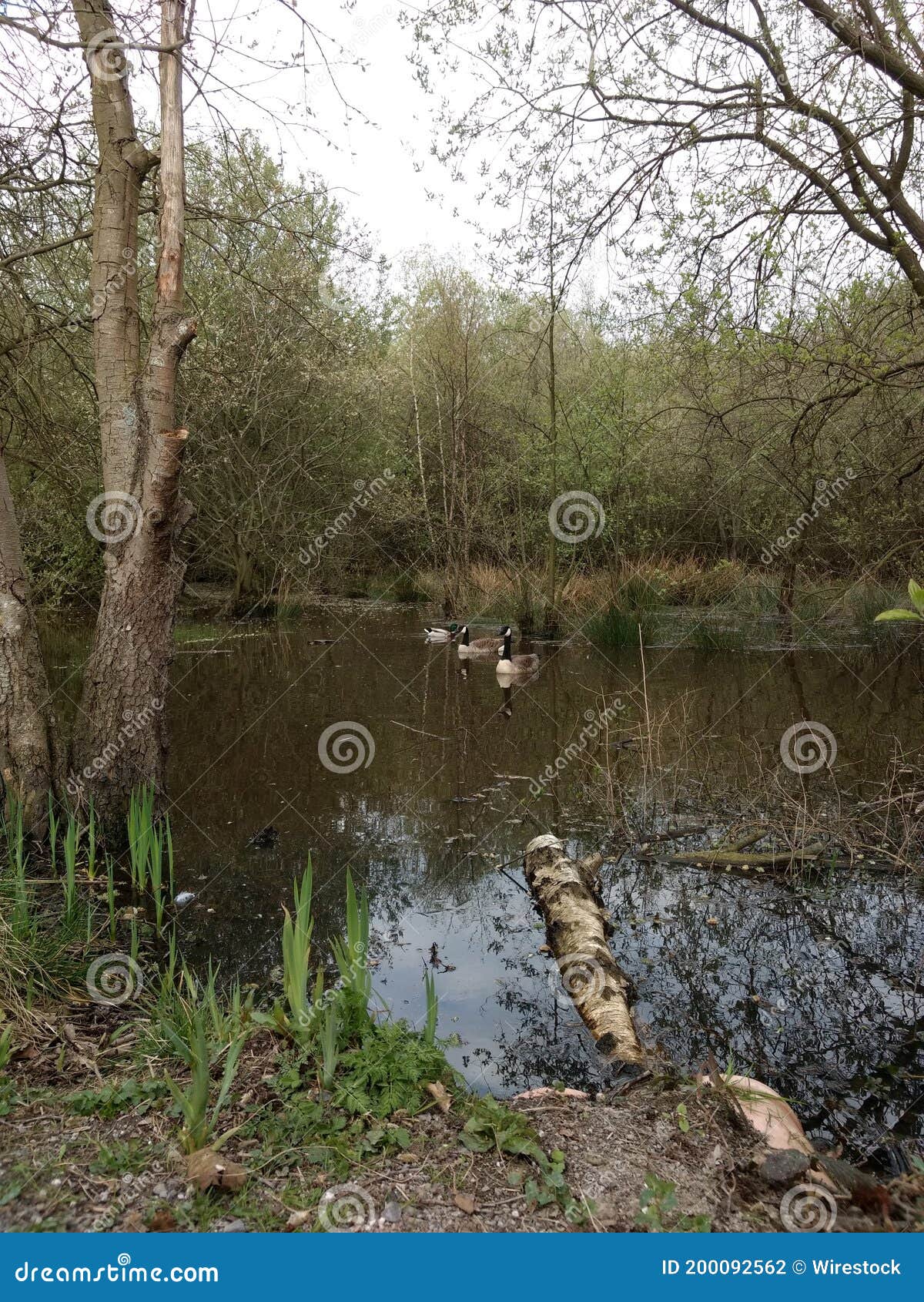 Vertical Shot of Swamp with Swans Stock Photo - Image of wild, river ...