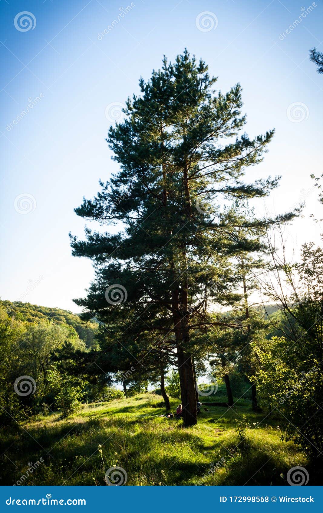 Vertical Shot of a Tall Green Tree in the Forest during the Daytime ...