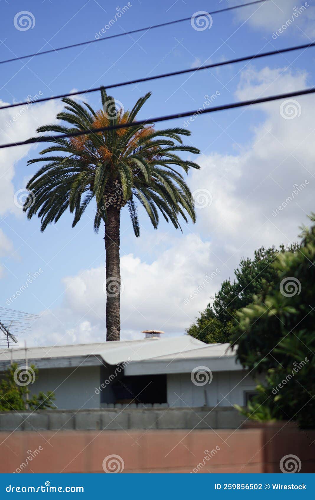 Vertical Shot of a Tall Palm Tree Behind a House Stock Photo - Image of ...