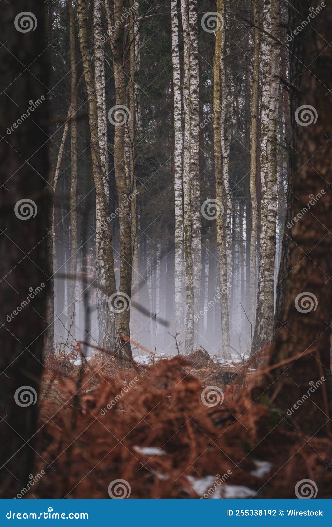 Vertical Shot of the Tall Thin Pine Trees in the Forest with Dried ...
