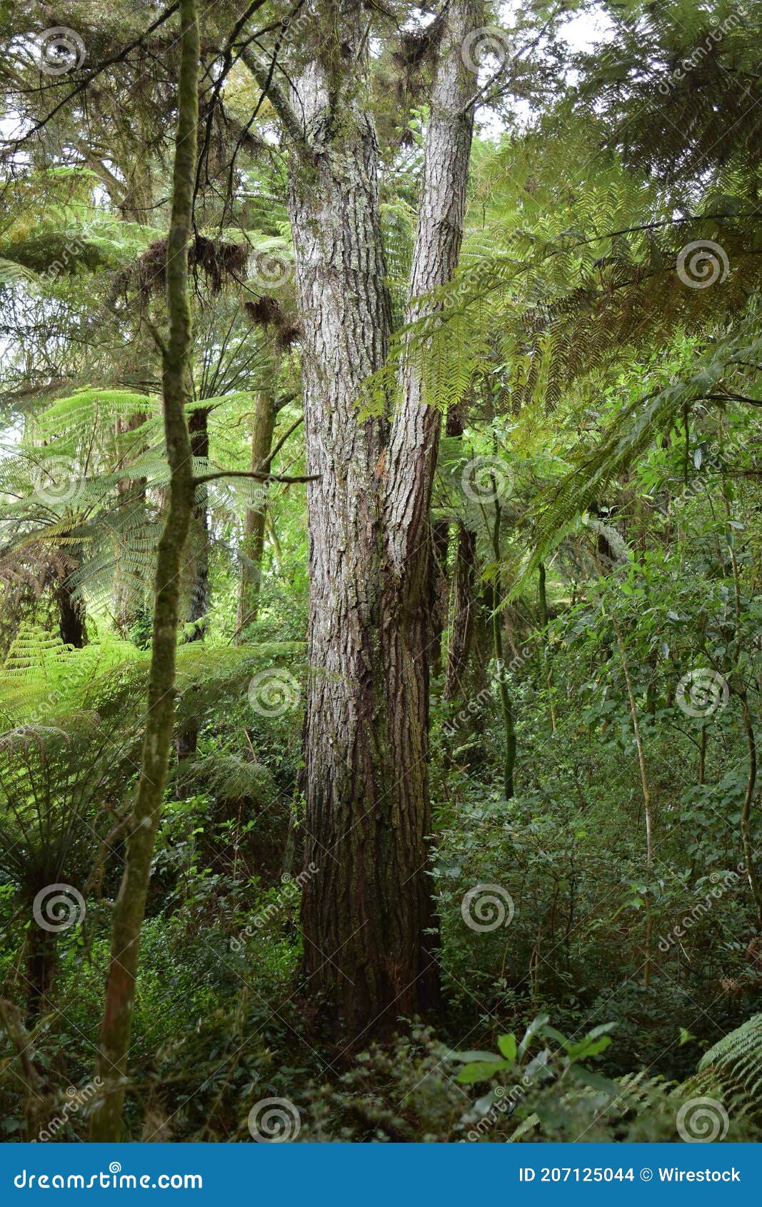 Vertical Shot of a Tall Tree in a Damp Tropical Forest Stock Photo ...