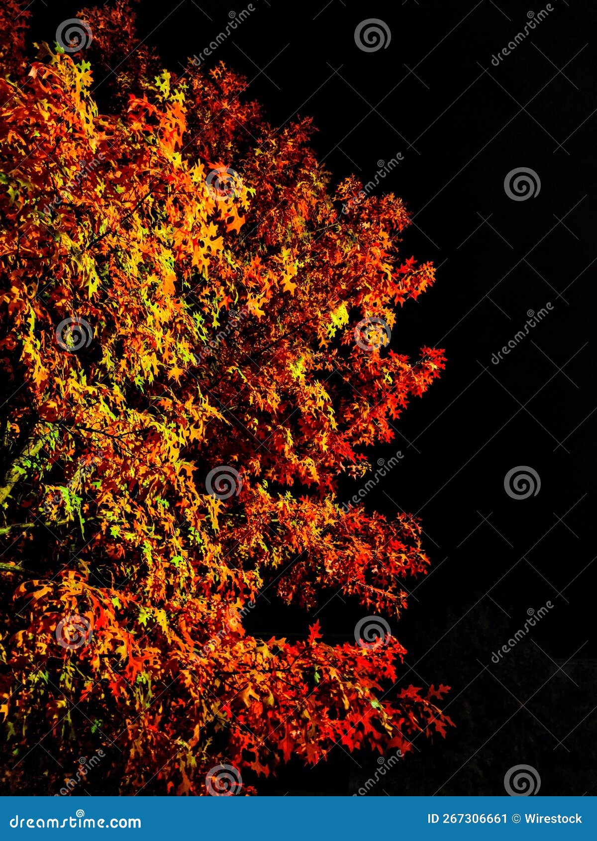 Vertical Shot of a Tall Tree with Dense Red Foliage Isolated on the ...
